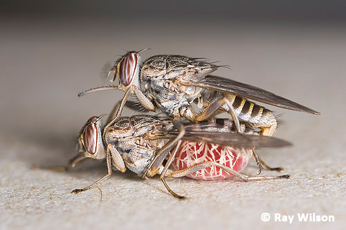 Ray Wilson's Bird & Wildlife Photography : Arthropod Vectors of Human Diseases Tsetse Flies ...